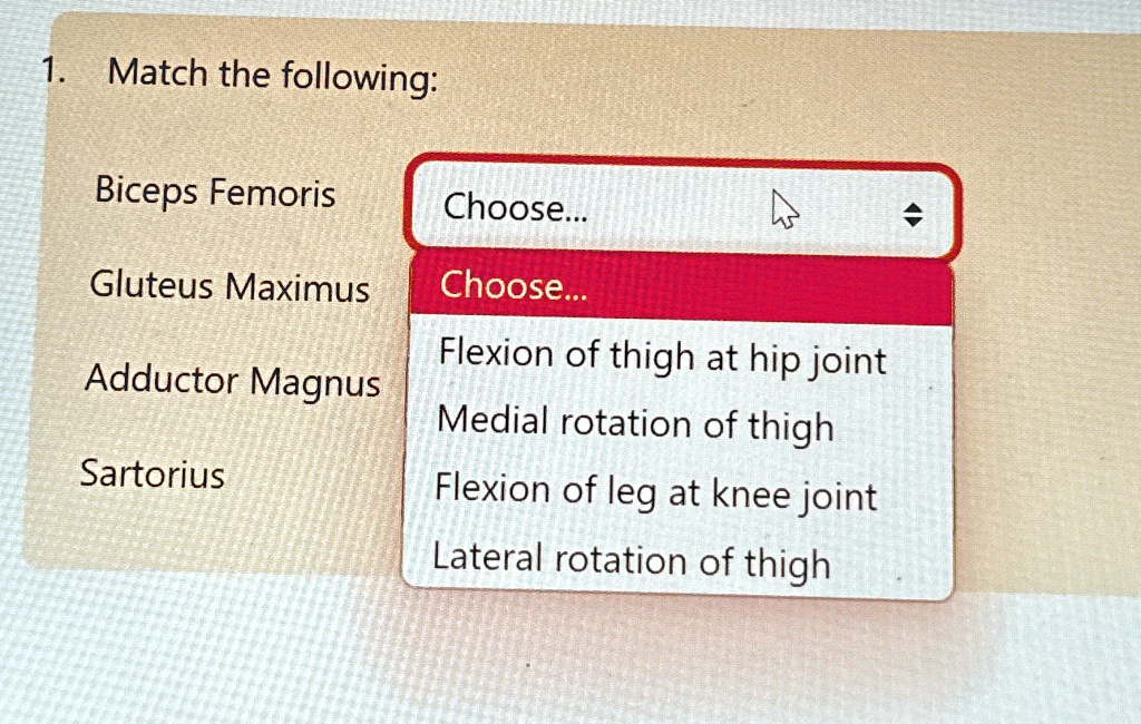1 match the following biceps femoris choose gluteus maximus choose ...