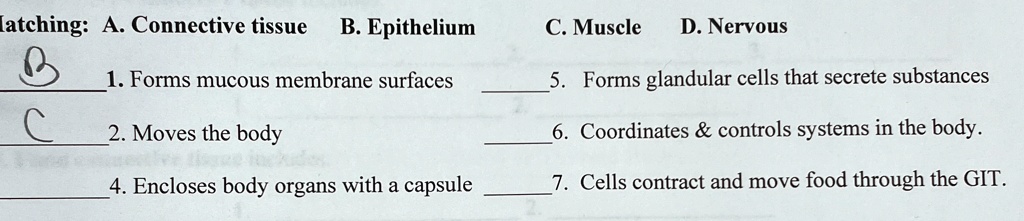 Matching: A. Connective tissue B. Epithelium C. Muscle D. Nervous B 1 ...