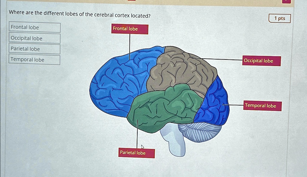 Where are the different lobes of the cerebral cortex located? 1 pts ...