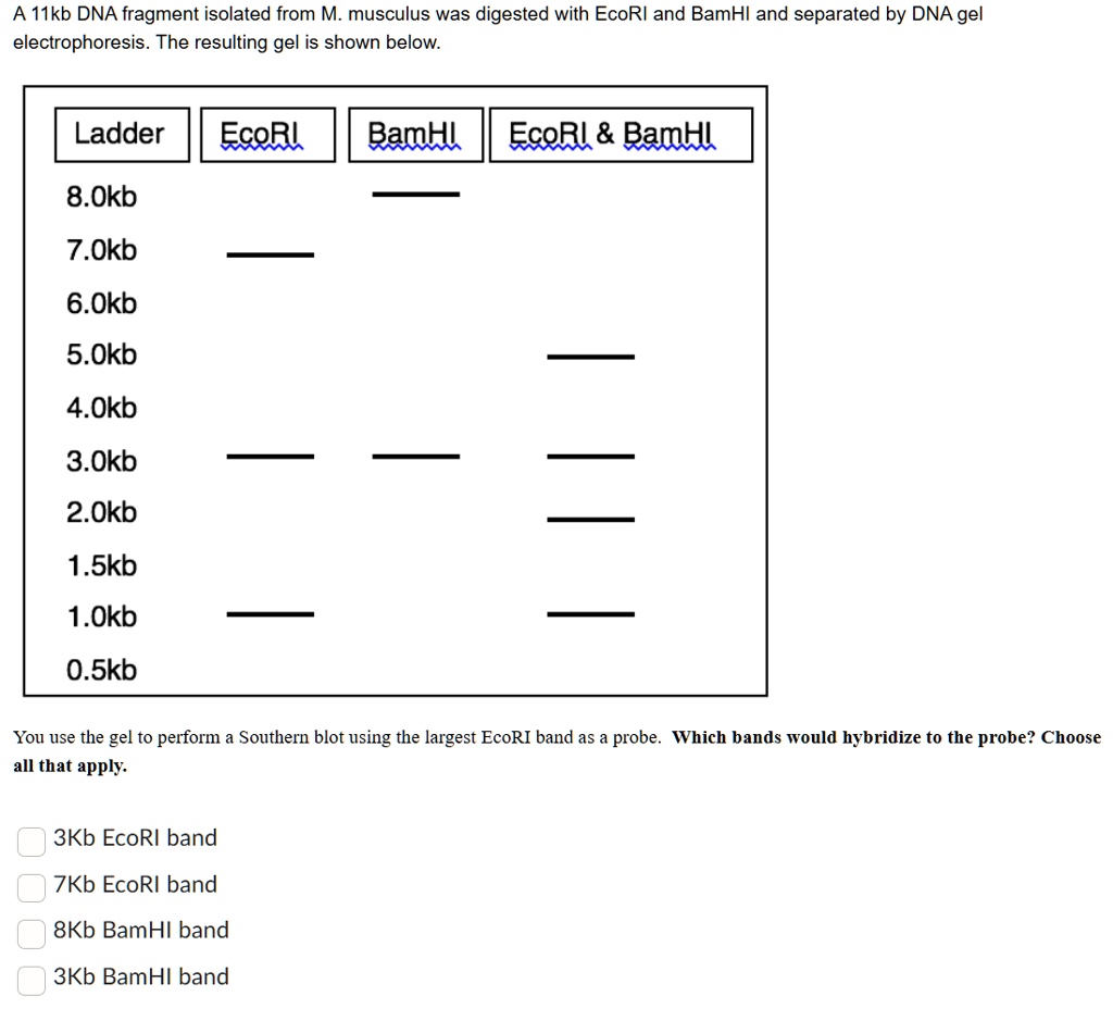 [GET ANSWER] a 11kb dna fragment isolated from m musculus was digested with ecori and bamhi and ...