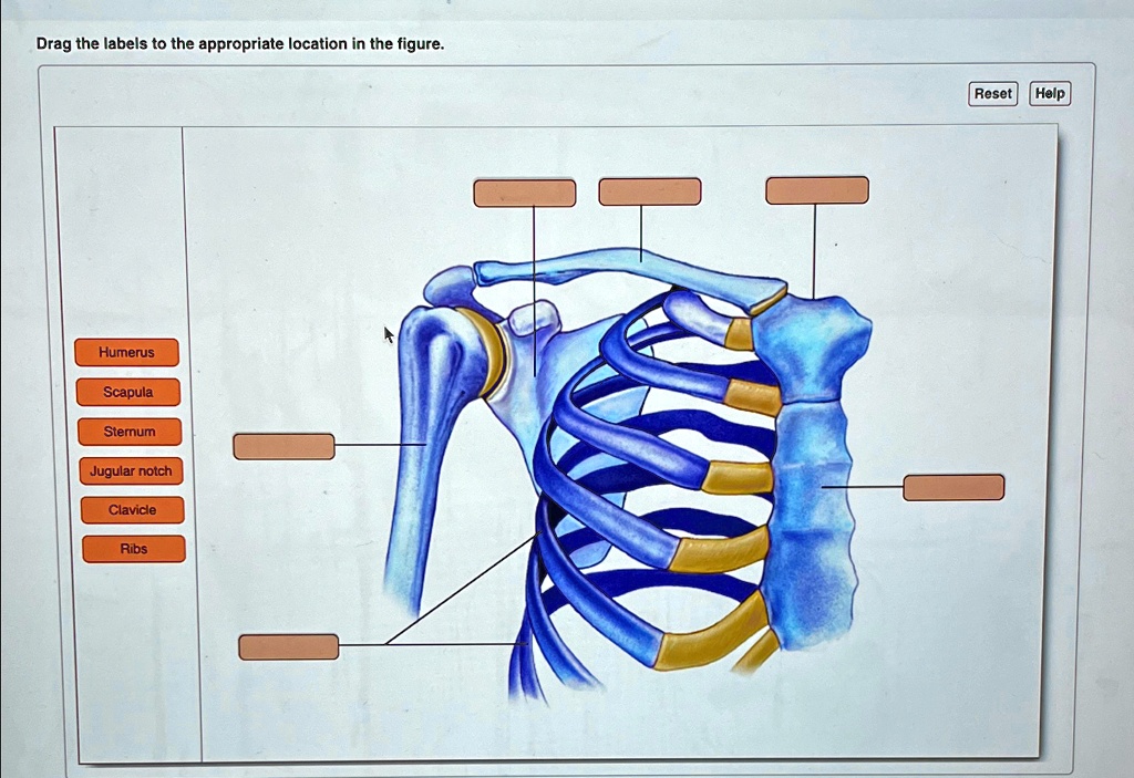 Drag the labels to the appropriate location in the figure. Drag the ...