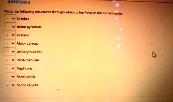 QUESTION 3 Place the following structures through which urine flows in the correct order ...