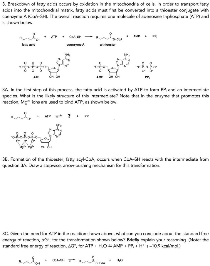 SOLVED: Breakdown fatty acids occurs by oxidation in the mitochondria ...