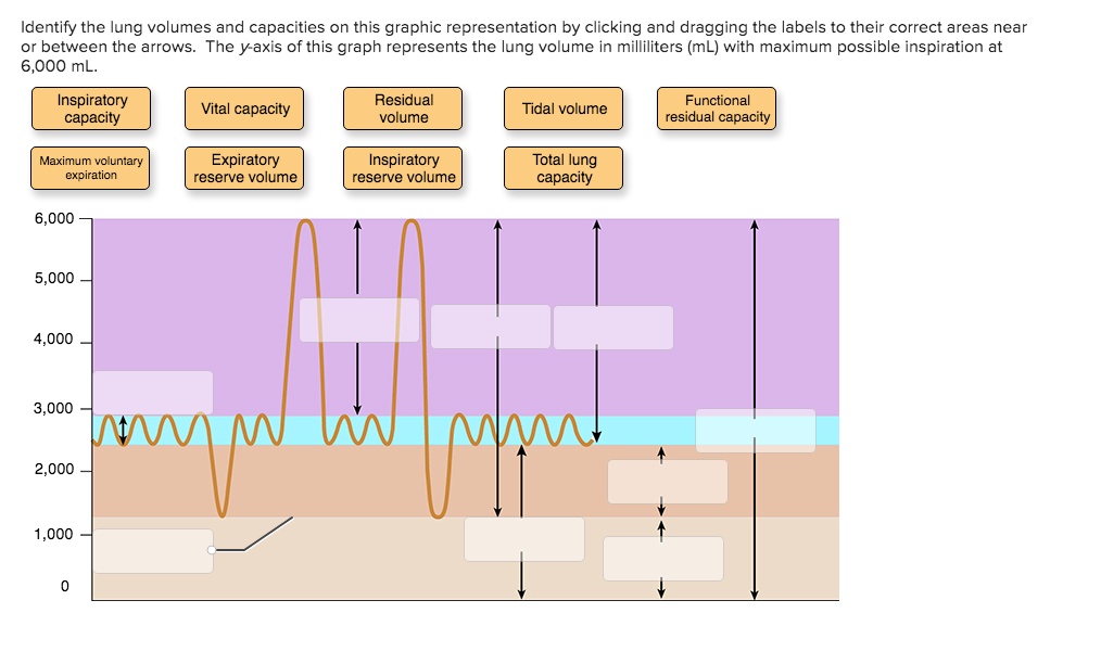 identify the lung volumes and capacities on this graphic representation ...