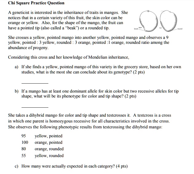 SOLVED: Geneticist is interested in the inheritance of traits in ...