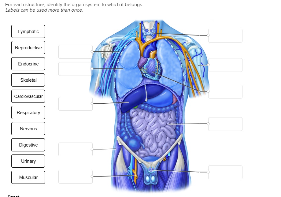 for each structure identify the organ system to which it belongs labels ...