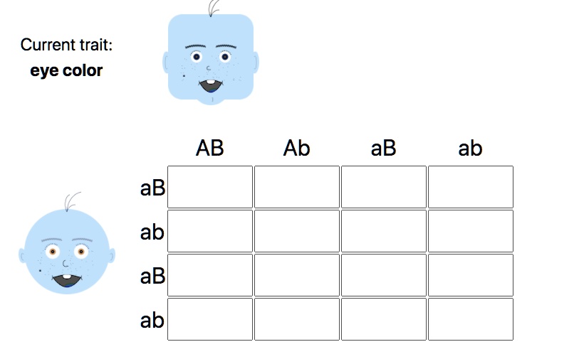 VIDEO solution: Text: Fill out the Punnett square Current trait: eye ...