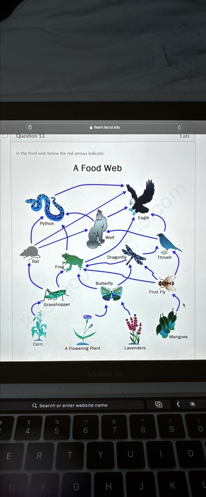 in the food web below the red arrows indicate a food web eagle python ...