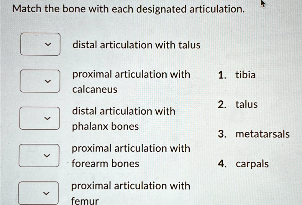 Match the bone with each designated articulation. distal articulation ...