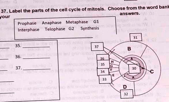 SOLVED: For questions 30 - 37, label the parts of the cell cycle of ...