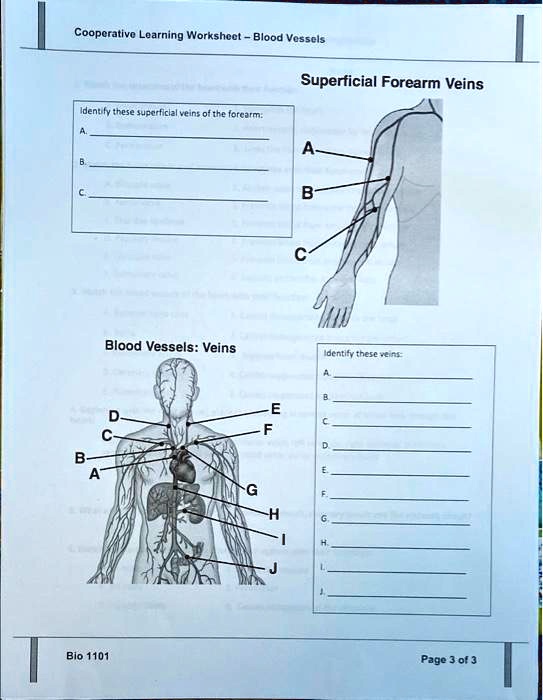 SOLVED: Cooperative Learning Worksheet - Blood Vessels Superficial ...