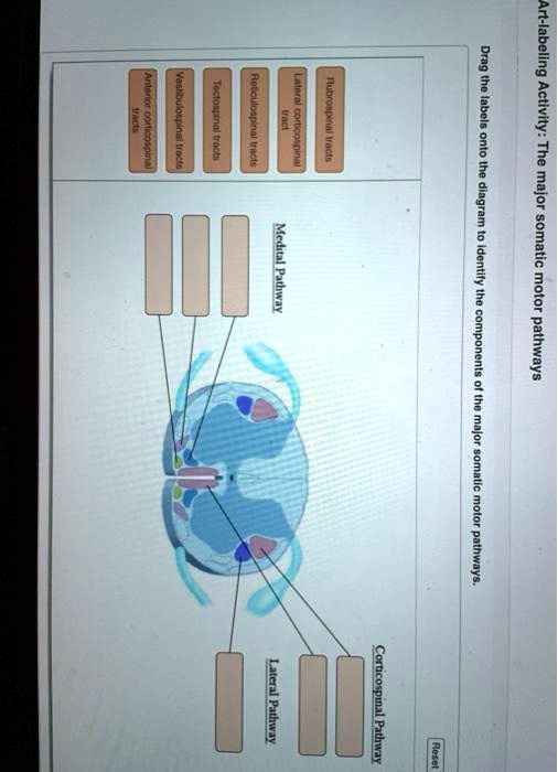SOLVED: inal trac apinaltracts altract naltractr Art-labeling Activity ...