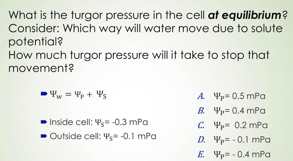 what is the turgor pressure in the cell at equilibrium consider which ...