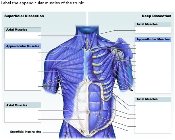 SOLVED: Label the appendicular muscles of the trunk: Superficial ...
