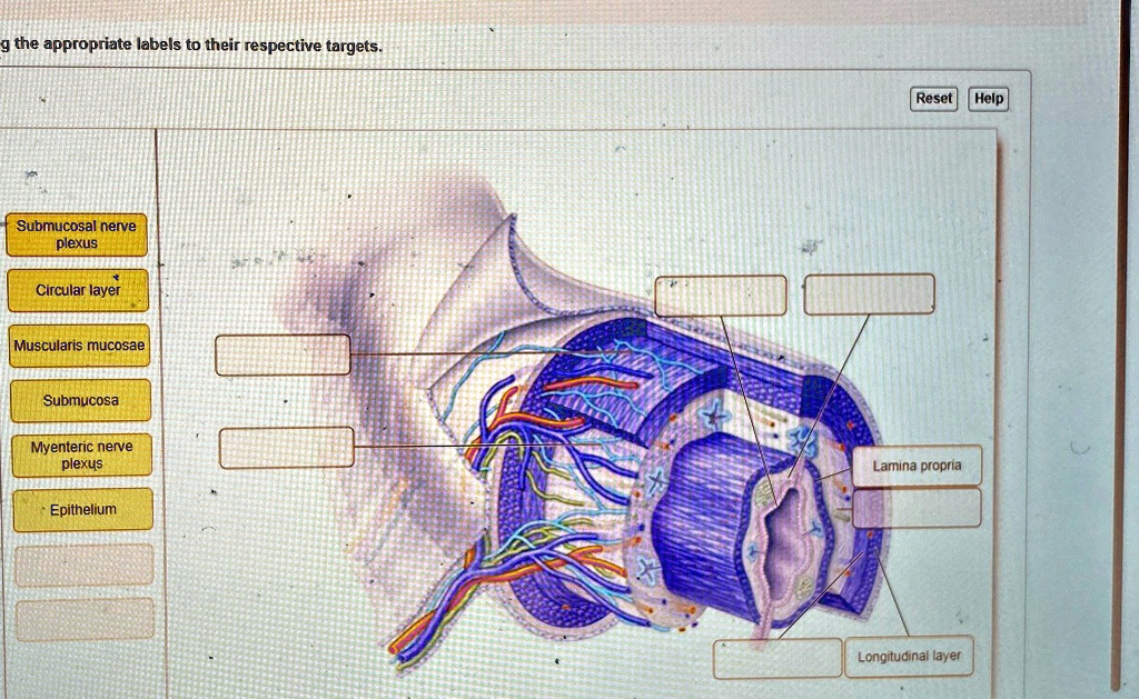 g the appropriate labels to their respective targets. Reset Help Submucosal nerve plexus ...