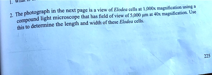 in the next page is view of elodea cells at 1ooox magnification using a ...