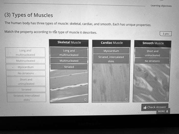 SOLVED: earning objectlves (3) Types of Muscles The human body has ...
