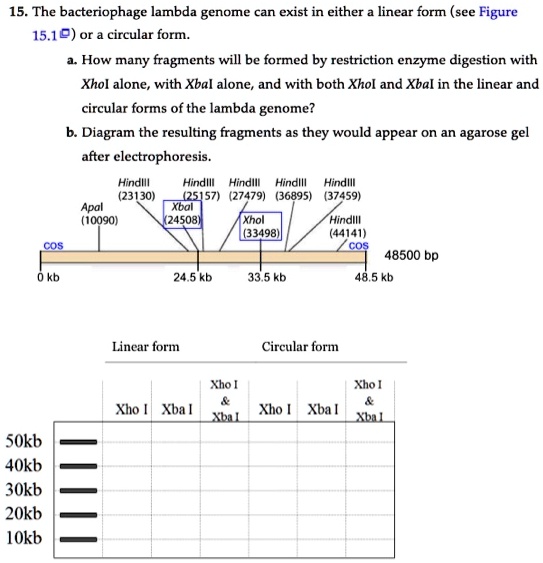 the bacteriophage lambda genome can exist in either linear form see ...