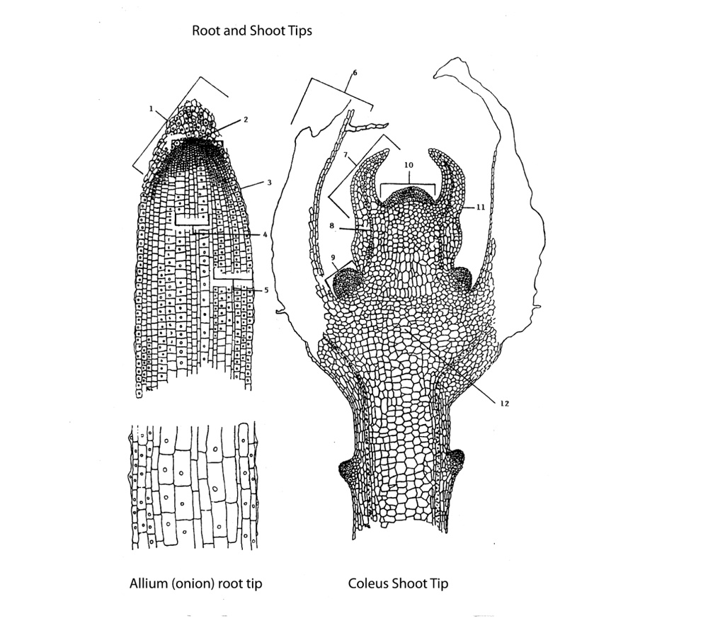 SOLVED: Coleus spp. Shoot and Allium spp. Root Tip - What are those ...