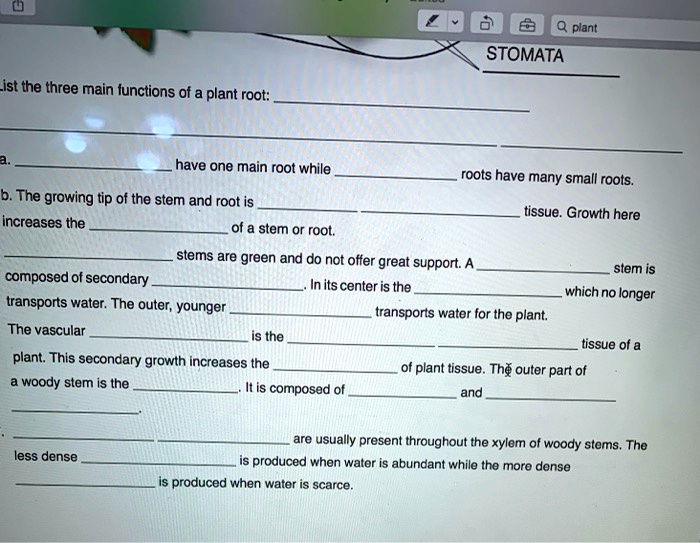 SOLVED: Plant Stomata List the three main functions of a plant root: 1 ...