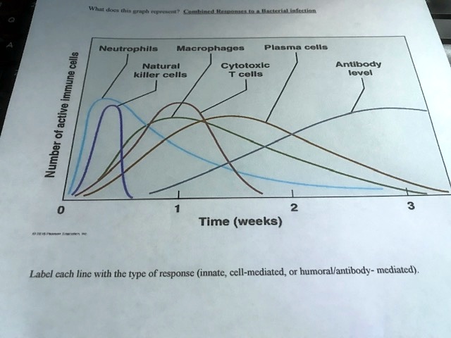 SOLVED: A P 2 - Please label each line in the graph with the type of ...