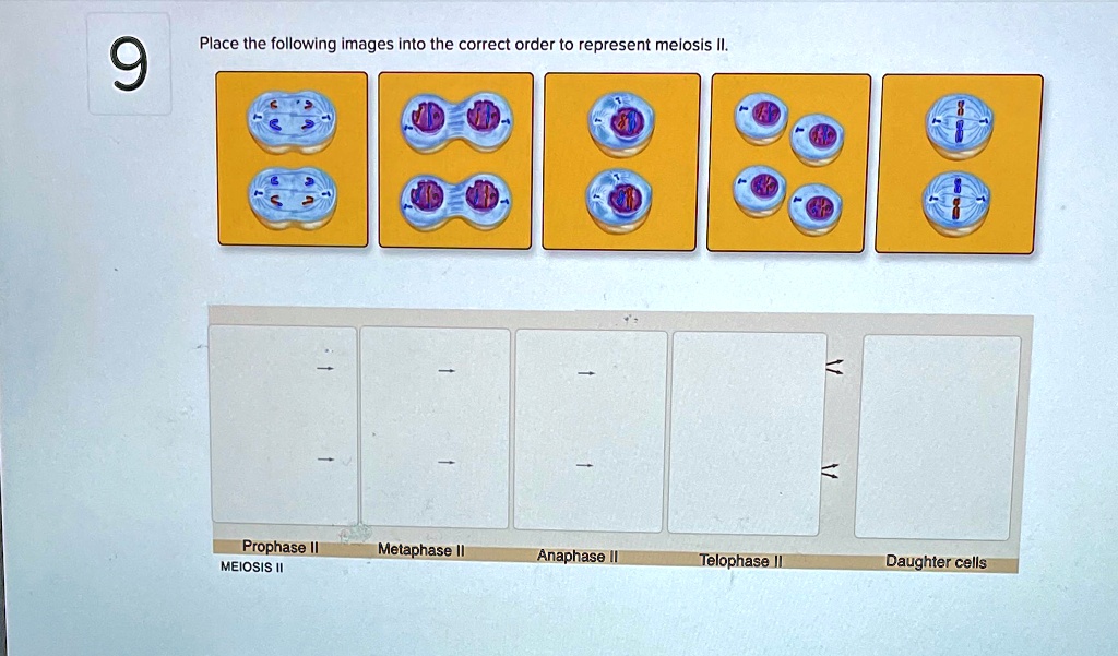 'Place the following images into the correct order to represent melosis ...