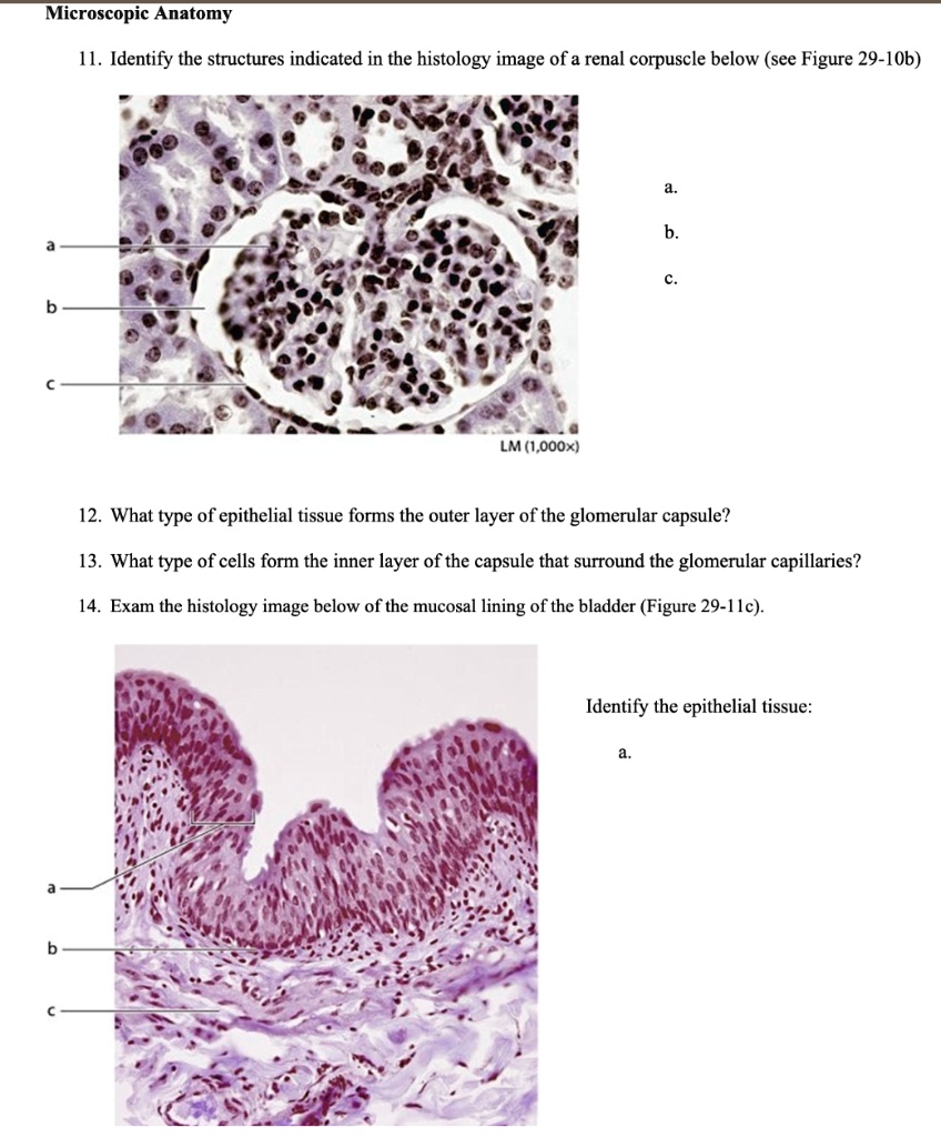 Microscopic Anatomy 11. Identify the structures indicated in the ...