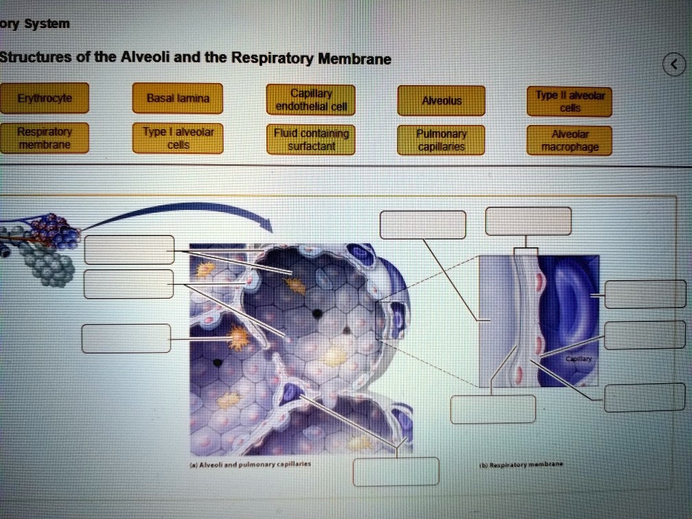 mory System Structures of the Alveoli and the Respiratory Membrane ...