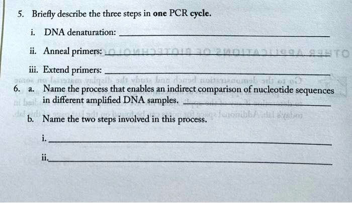 SOLVED: Briefly describe the three steps in one PCR cycle. DNA ...