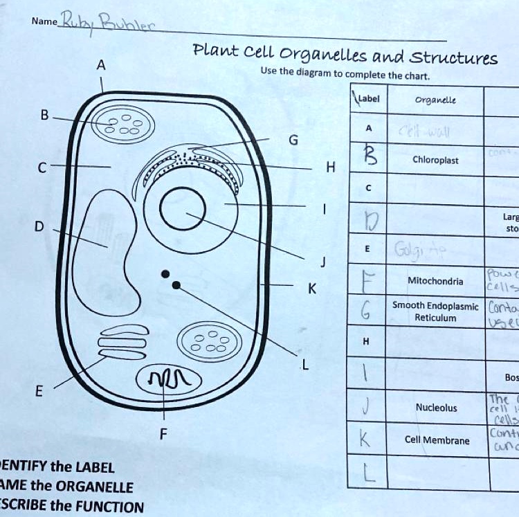 Name Ruby Buhler Plant Cell Organelles and Structures Use the diagram ...