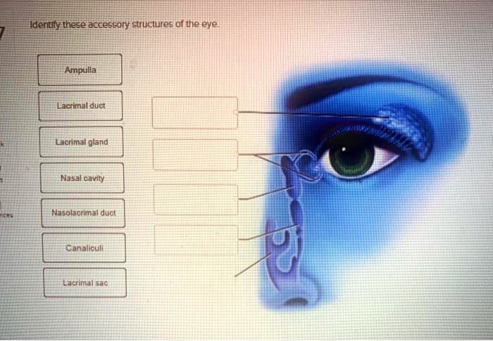 Identify these accessory structures of the eye. 7 Ampulia Lacrimal duct ...