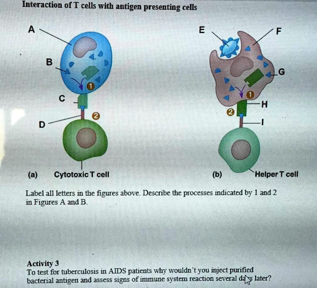 SOLVED: Interaction of T cells with antigen-presenting cells (a ...
