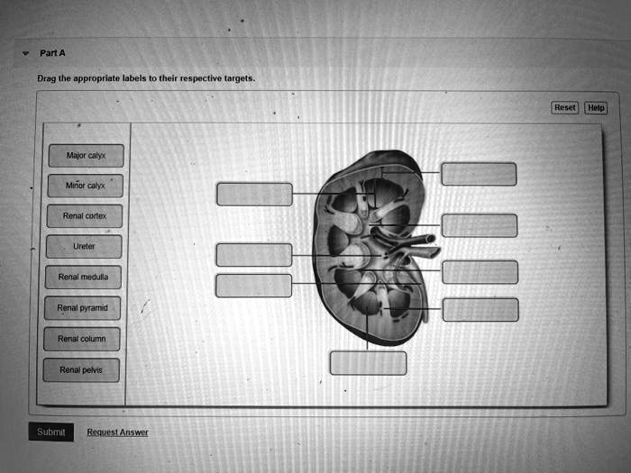 Part A Drag the appropriate labels to their respective targets. Major ...