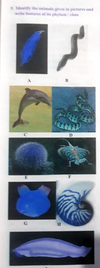 SOLVED: Identify the animals given in pictures and write the features ...