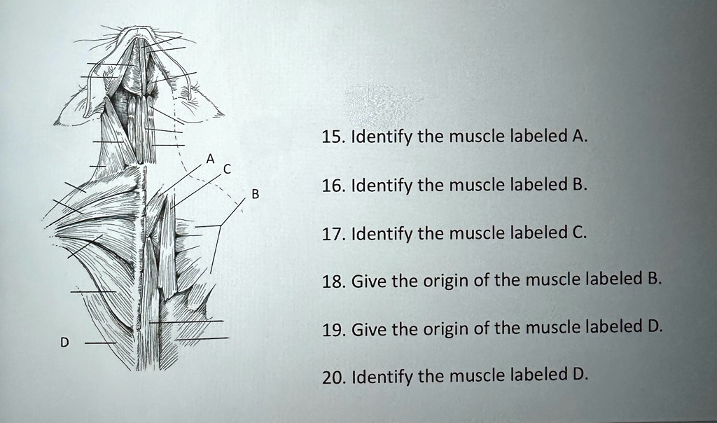 SOLVED: Identify the muscle labeled A. Identify the muscle labeled B ...