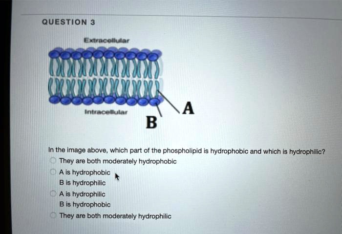 SOLVED: In the image above, which part of the phospholipid is ...