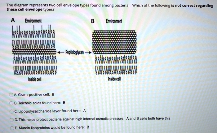 the diagram represents two cell envelope types found among bacteria ...