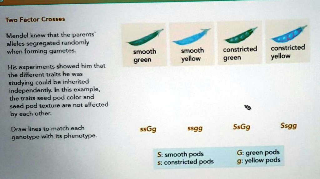 Two Factor Crosses Mendel knew that the parents' alleles segregated ...