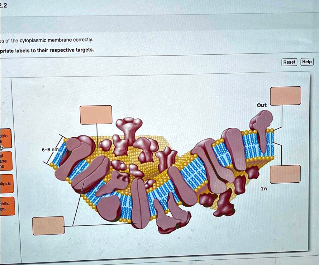 SOLVED: 2. Label the components of the cytoplasmic membrane correctly ...