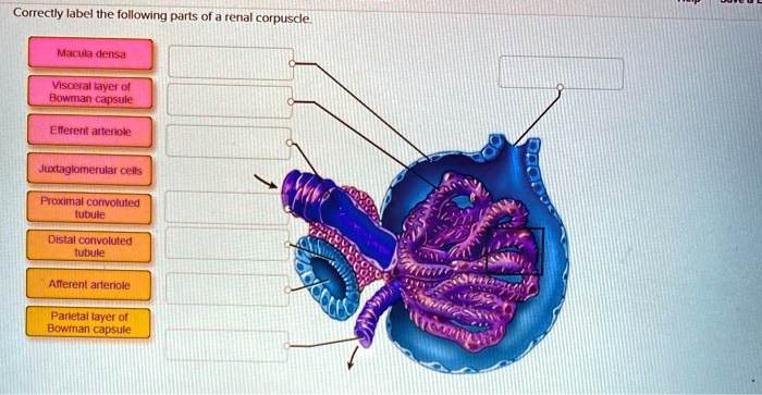 SOLVED: correctly label thw folowing parts of a renal corpuscle ... SOLVED: correctly label thw folowing parts of a renal corpuscle ...