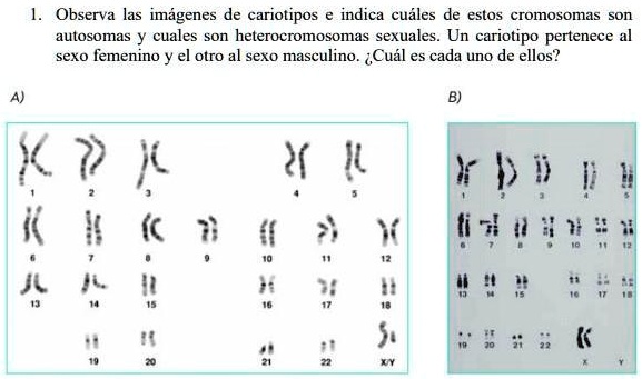 SOLVED: Por favor ayudarme con esta imagen Observa las imágenes de ...