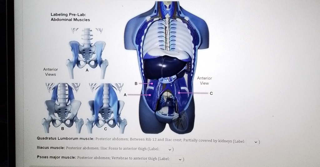 Iliacus muscle: Posterior abdomen; Iliac Fossa to anterior thigh (Label ...