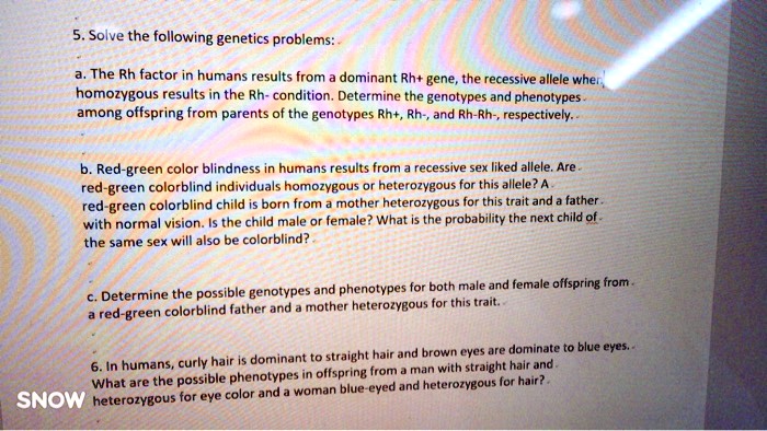 SOLVED: 5. Solve the following genetics probl ems: The Rh factor in humans results from dominant ...