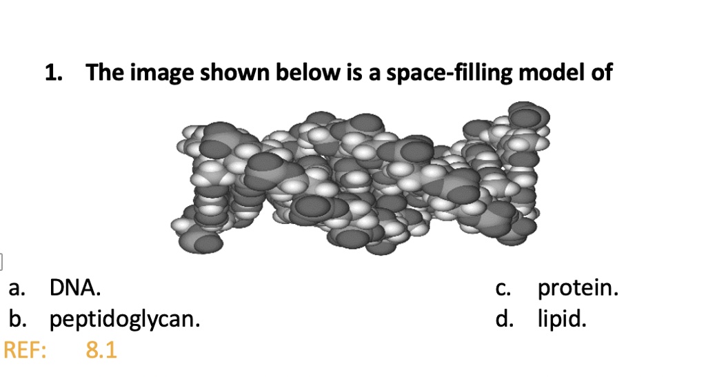 SOLVED: 1. The image shown below is a space-filling model of a. DNA. b ...