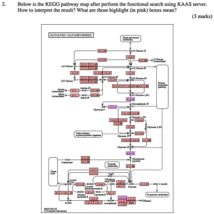 SOLVED: Below is the KEGG pathway map after perform the functional ...