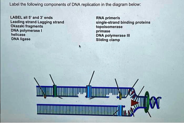 SOLVED: Label the following components of DNA replication in the diagram below: - Leading strand ...