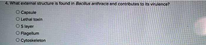 4. What external structure is found in Bacillus anthracis and ...