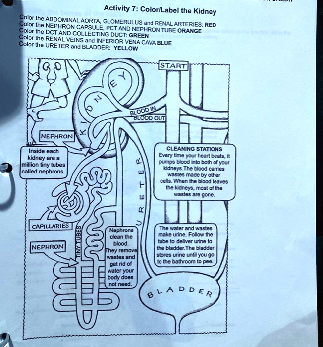SOLVED:Activity 7: Color/Label the Kidney Color the ABDOMINAL AORTA ...
