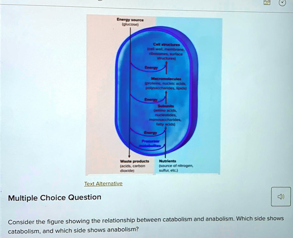Energy source (glucose) Cell structures (cell wall, membrane, ribosomes ...