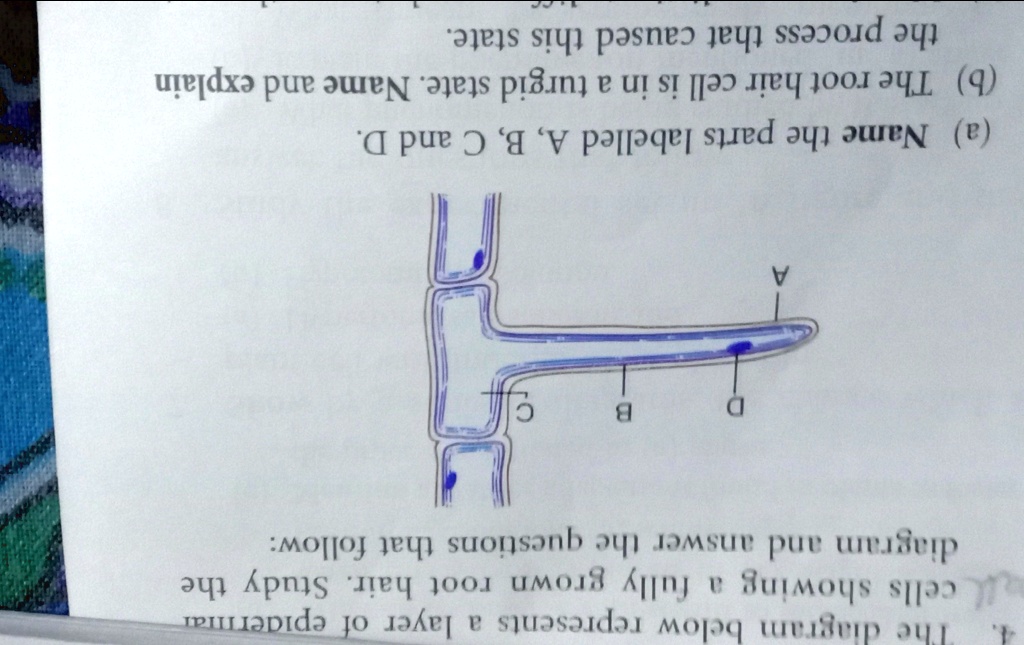 4. The diagram below represents a layer of epiderman cells showing a ...
